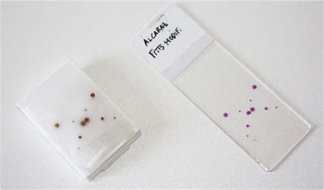 Tissue Array Formalin Fixed Paraffin Embedded Tissue Block And Glass