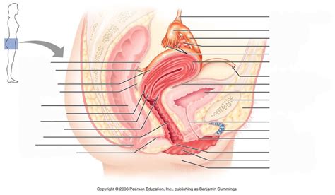Female Reproductive System Diagram Quizlet
