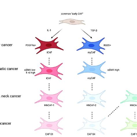 A Simplified Schematic Of Caf Subtypes Centred Around Bladder Cancer