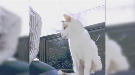 当家里的猫知道自己被绝育后报复性的疯狂舔毛一秒钟都不放过 高清1080P在线观看平台 腾讯视频