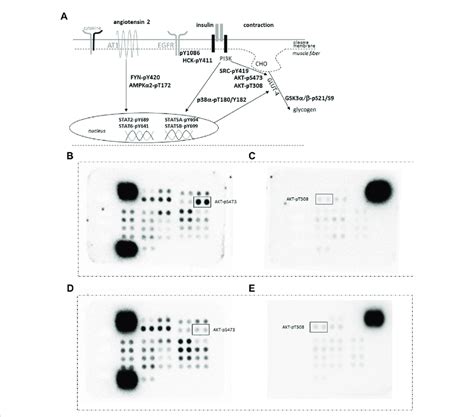Quantification Of Protein Phosphorylation A Sketch Of The Assessed