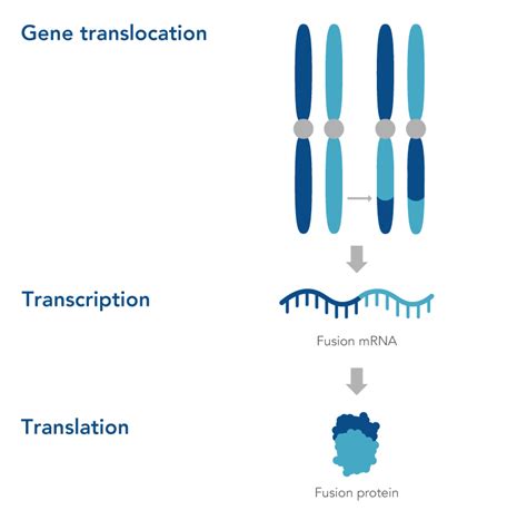 What You Need To Know About Gene Fusion Idt