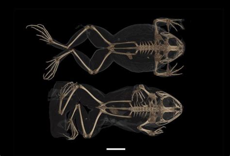 Gopher Frog Taxonomy Fwc