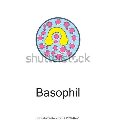 Basophil Cellular Schematic Structure Vector Illustration เวกเตอร์สต็อก ปลอดค่าลิขสิทธิ์