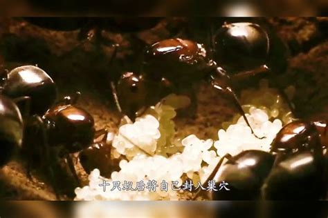 被赶出家门的蚁后，一步步建造自己的王国，当之无愧的“女强人”蚁后王国家门