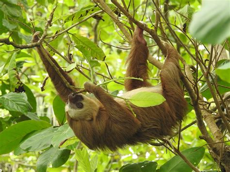 Lenochod Krátkokrký Je často Vídaným Obyvatelem Np Cahuita Ck Mundo