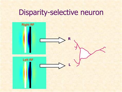 Ppt Binocular Disparity And Stereopsis Powerpoint Presentation Free
