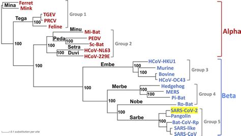 Phylogenetic Tree Of 10 Alpha And 13 Beta Covs Using Whole Genome Download Scientific Diagram