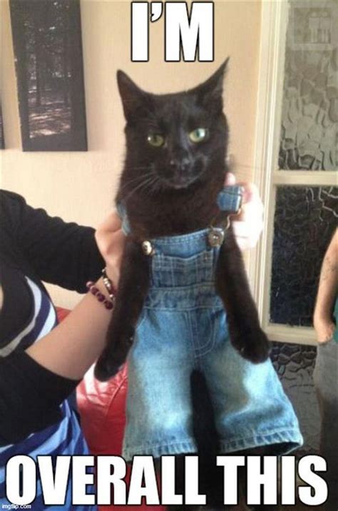 Image Tagged In Eye Roll Imgflip