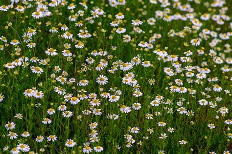 카모마일 밭 매크로 흰색 꽃 배경 아침 태양이 닫힙니다 약초 Chamaemelum Nobile 로마 대안 봄 데이지 아름다운 초원 허브 주입 음료 0명에 대한 스톡 사진 및