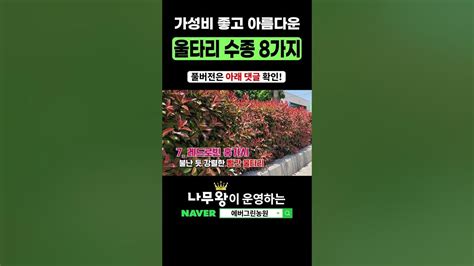 가성비 최고 울타리나무 추천 수종 8가지 식재방법까지 정원수 조경수 생울타리 울타리 나무왕 에버그린농원 Youtube