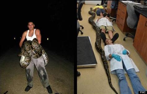 Largest Python Ever Caught In Florida Captured By Jason Leon Miami Man
