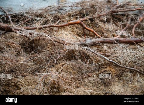 Growing Roots Of A Tree Destroying A Pavement Walkway Close Up Stock Photo Alamy