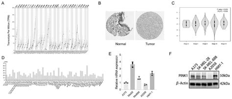 一种通过代谢重编程调控的分子机制研究方法