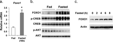 fasting induces foxo1 gene expression a foxo1 mrna levels compared in