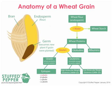 Whole Wheat Grain Diagram At David Laramie Blog