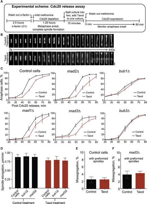 Reduced Tension At Attached Kinetochores Produces A Delay In Anaphase Download Scientific