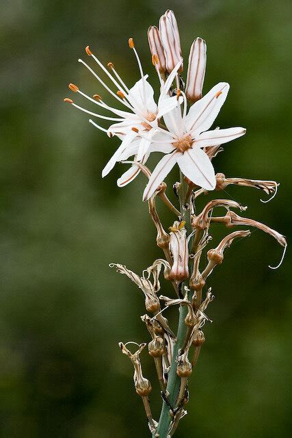 Asphodel Flower Meaning