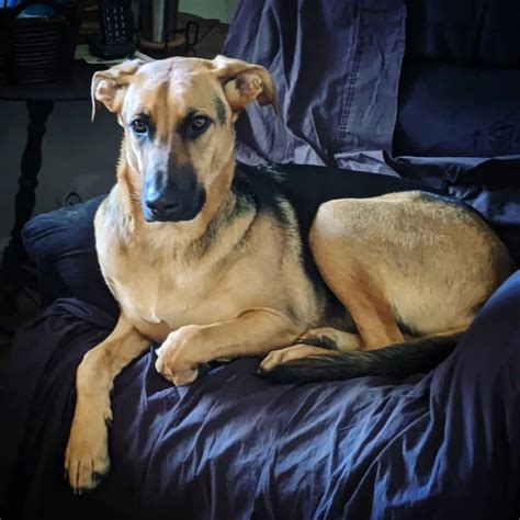 German Shepherd Coonhound Mix