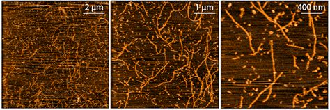 Amyloid Beta Pyroglutamate 3 42 Pre Formed Fibrils 2bscientific