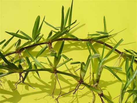 Difference Between Floratam And St Augustine Grass At Jamie Spinelli Blog