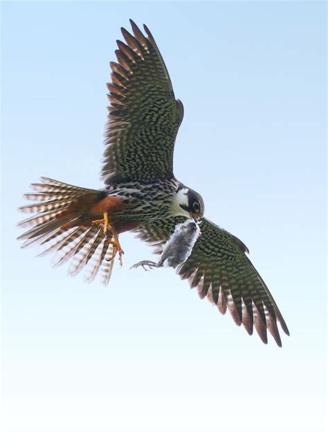 チゴハヤブサの空中餌渡し2022 空中 猛禽 動物