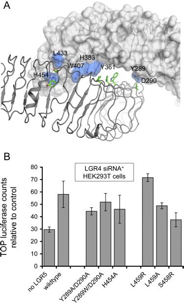 Putative Signaling Through Dimerization Related To Figure 3 Download