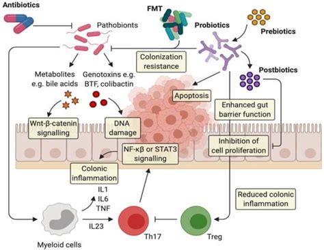 Ijms Free Full Text Gut Microbiota Manipulation As A Tool For