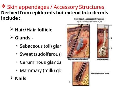 Integumentary System Structure Functions And Importance Pptx