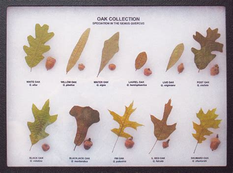Oak Tree Acorn Identification Chart My Xxx Hot Girl