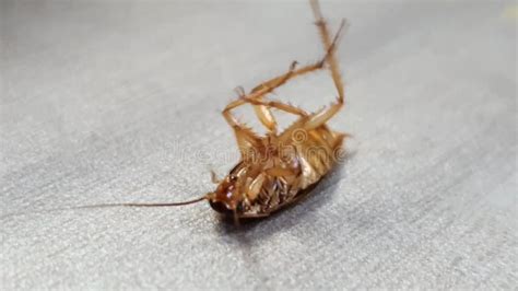 The Cockroach Is Lying On Its Back The Dying Cockroach Stock Video