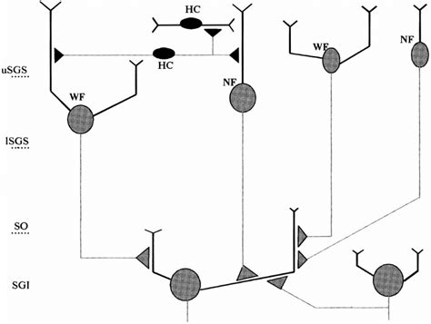 A Model For The Intrinsic Circuitry In The Superficial And Intermediate
