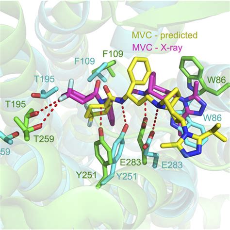 comparison of the predicted mvc binding site mvc in yellow and binding download scientific