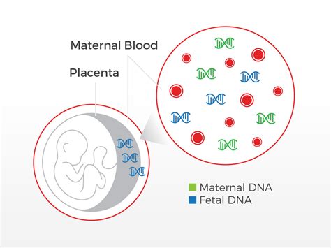 Prenatal Paternity Testing Get The Answers You Need Now