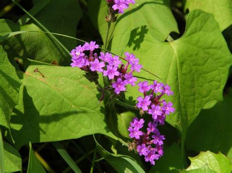 What Is A Trailing Verbena Trailing Verbena Plant Care And Info