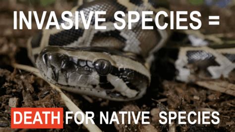 Invasive Species Example The Burmese Python Blogbiocommai