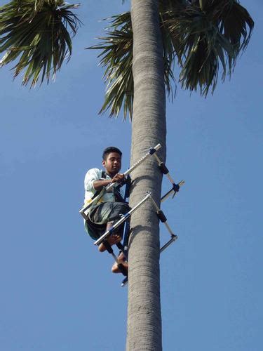 Palm Tree Climber At Best Price In Coimbatore Tamil Nadu R Tech Agri Equipments
