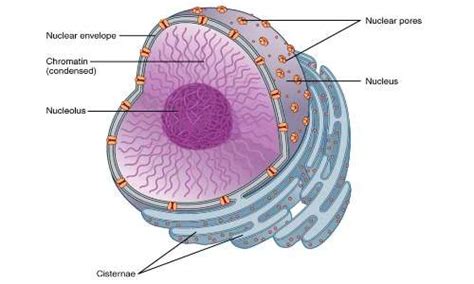 Cellula Eucariote Different