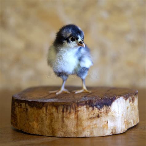 Cute Black And White Chick Standing On Wood Stock Image Image Of