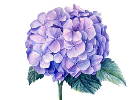 How To Draw A Hydrangea Flower Step By Best Flower Site