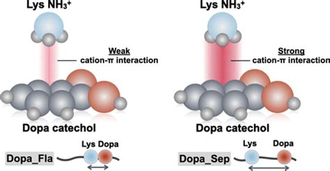 Two Faces Of Aminecatechol Pair Synergy In Underwater Cation−π