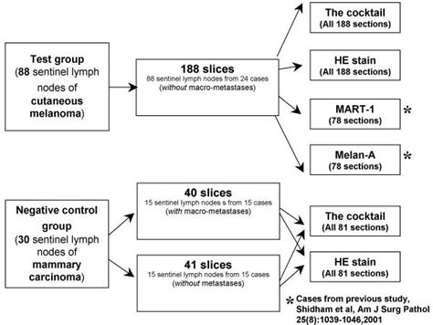 Algorithm Showing The Processing Of Sections Of Sentinel Lymph Nodes Download Scientific