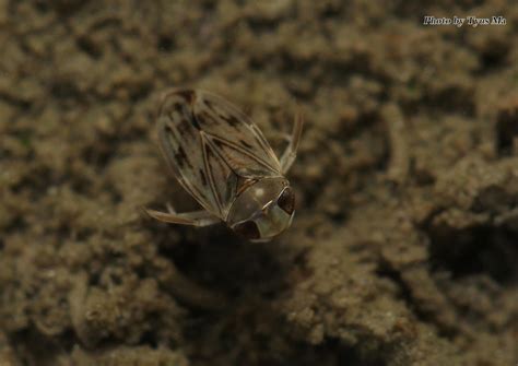 Micronecta Orientalis From 981台灣花蓮縣大禹里 On April 3 2022 By Tyus Ma