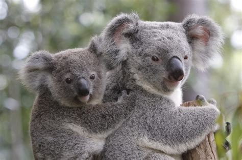Il Koala Phascolarctos Cinereus