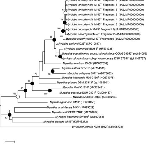Neighbor Joining Phylogenetic Tree Constructed With 16s Rrna Gene