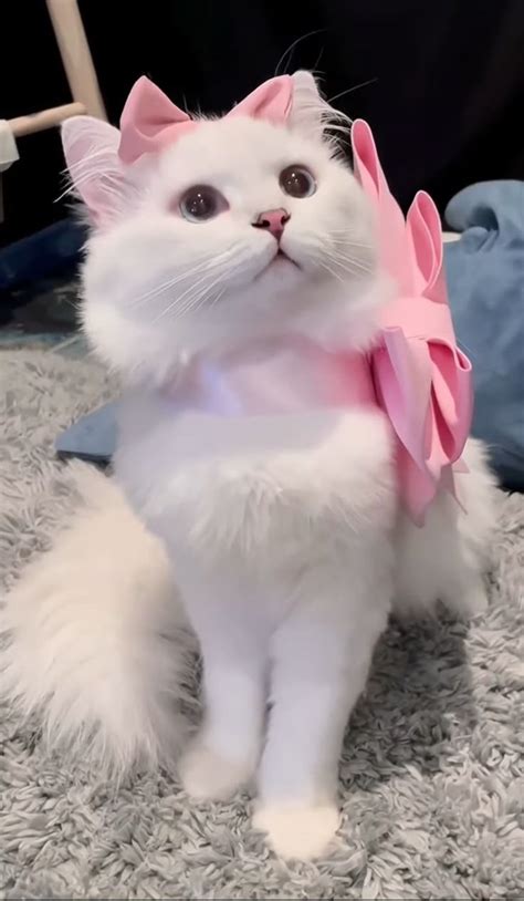 Coquette Cat Room With Red Ribbon Cute Cat Fashion Accessory How To