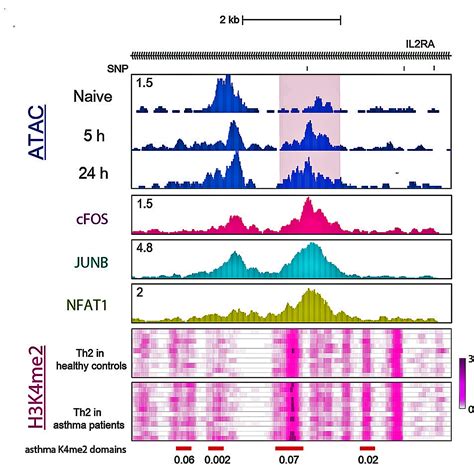 Scientists Find Molecular Key To Body Making Healthy T Cells