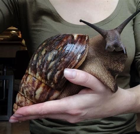 애완달팽이 키우기 백와 금와 등 사육 시 주의사항 네이버 블로그