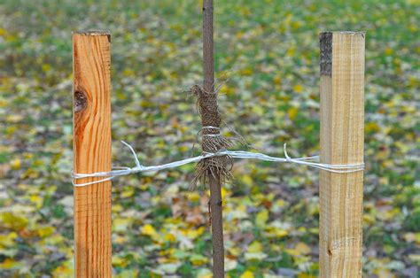 The Dos And Donts Of Tree Cable Installation Complete Tree Care