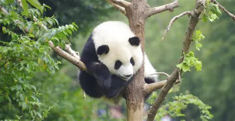 Web自动化运维之selenium自动化下载 Pandaho